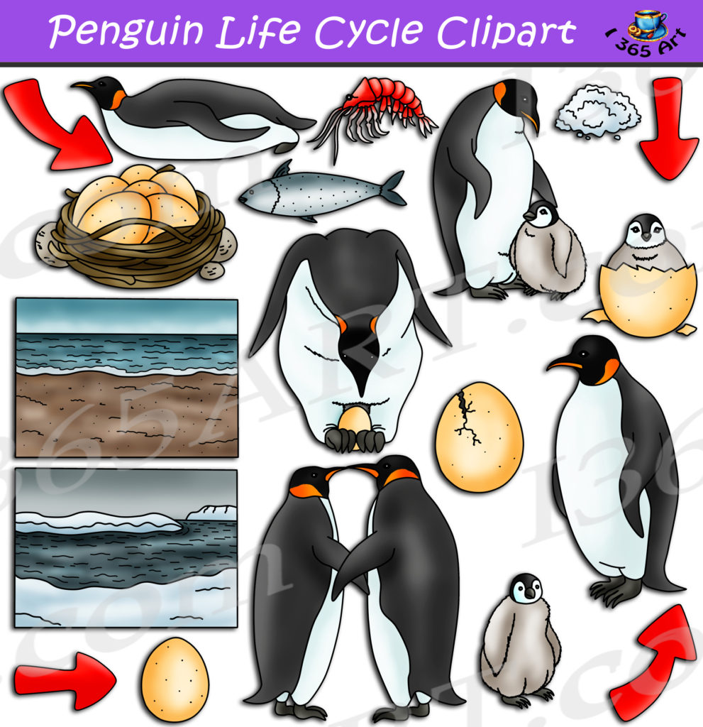 Penguin Life Cycle Clipart Graphics Set - Clipart 4 School