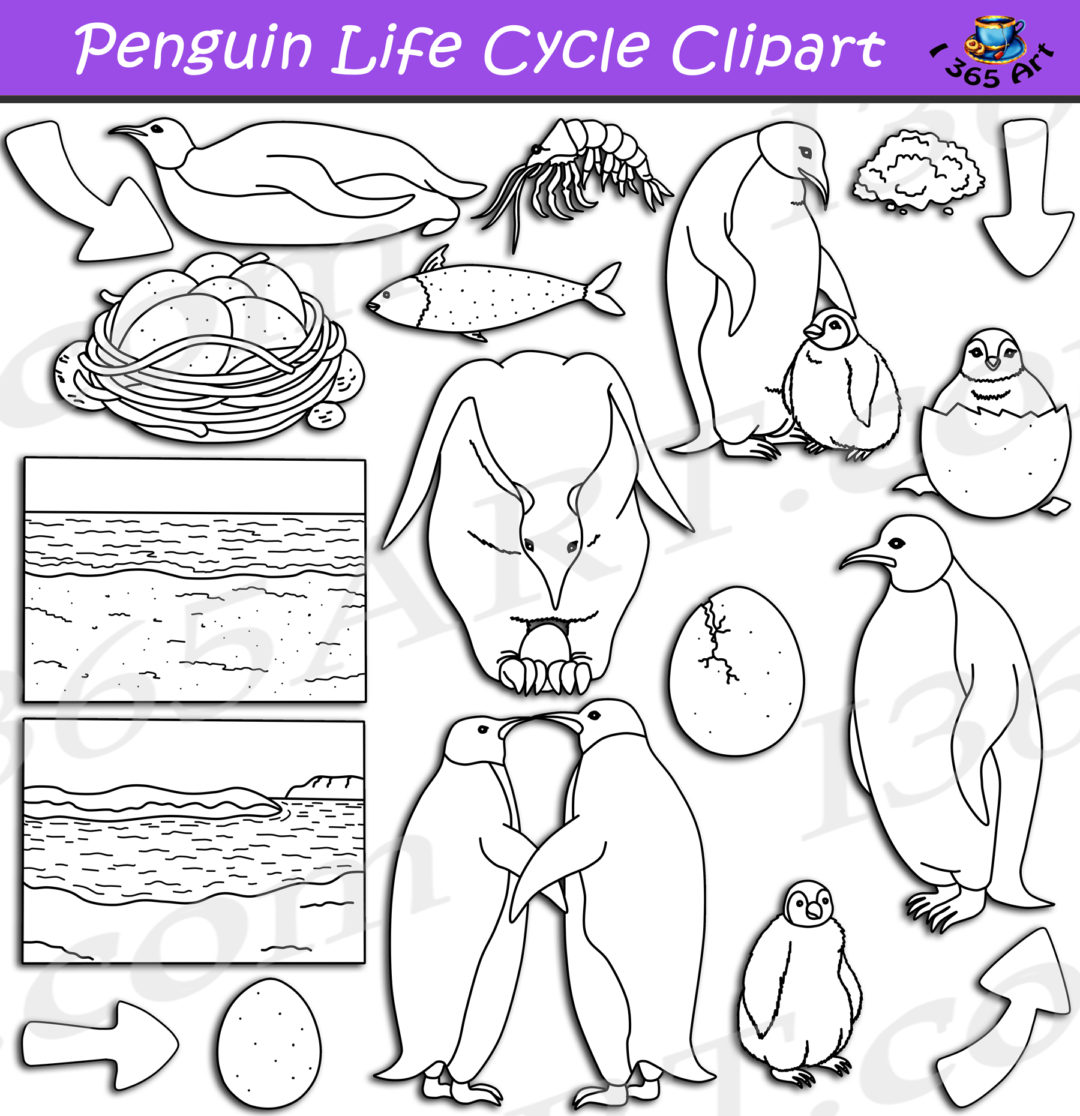Penguin Life Cycle Clipart Graphics Set - Clipart 4 School