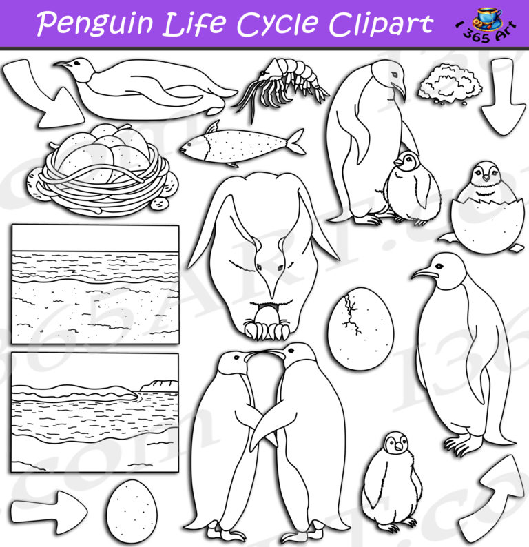 Penguin Life Cycle Clipart Graphics Set - Clipart 4 School