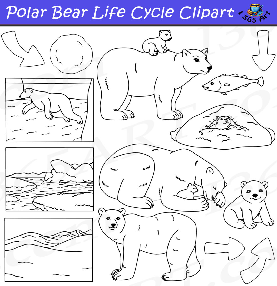 Polar Bear Life Cycle Clipart Graphics Set - Clipart 4 School
