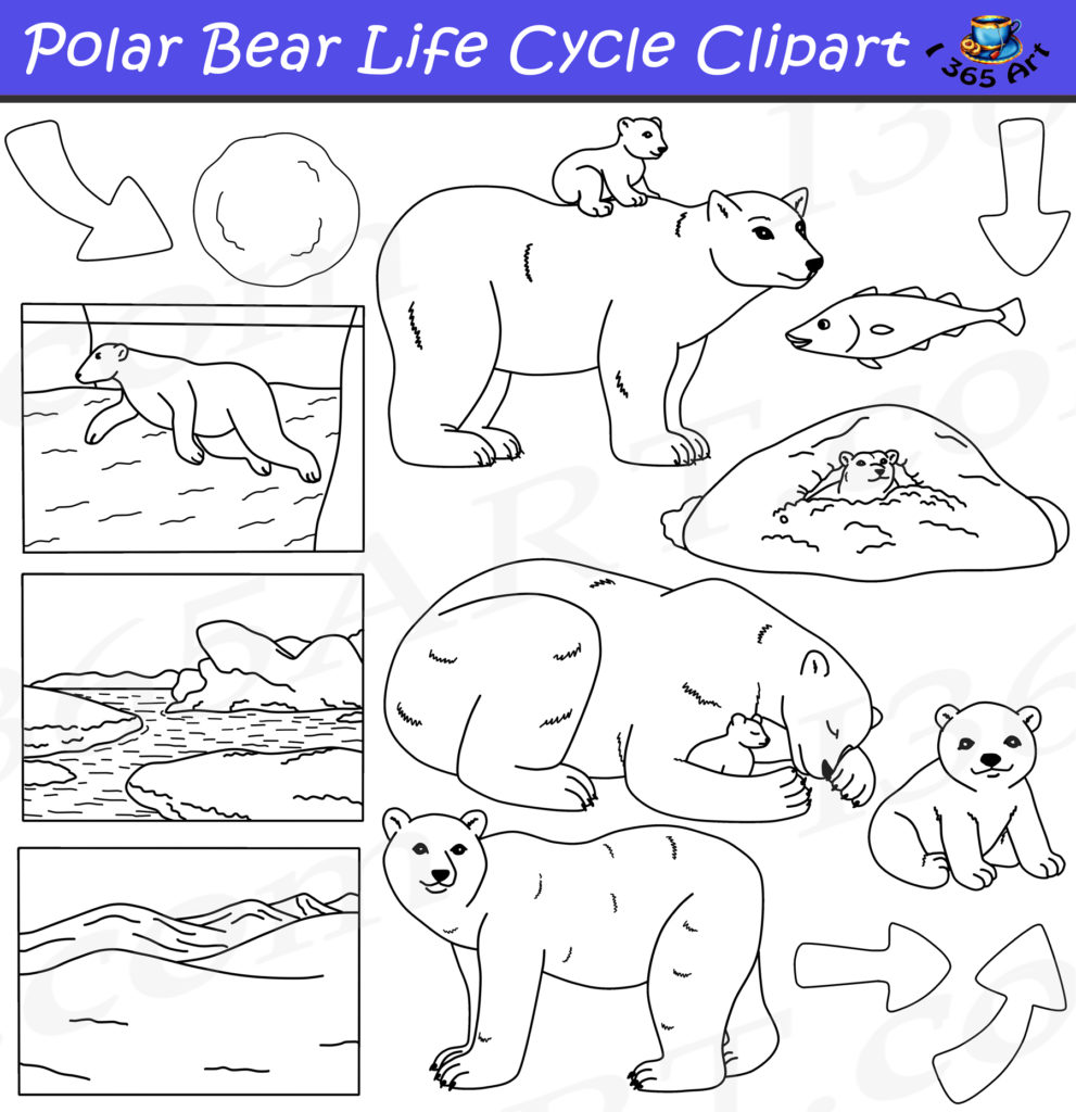 Polar Bear Life Cycle Clipart Graphics Set - Clipart 4 School