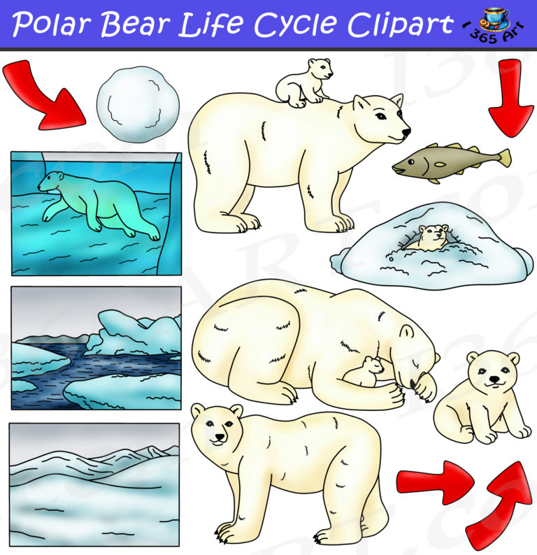 Polar Bear Life Cycle Clipart Graphics Set - Clipart 4 School