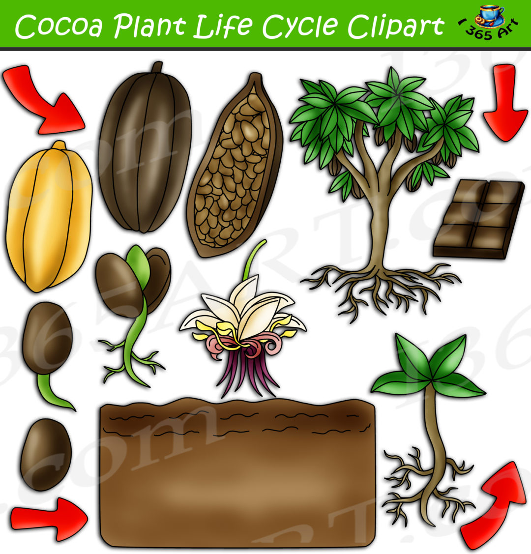 Cocoa Plant Life Cycle Clipart Set Download - Clipart 4 School