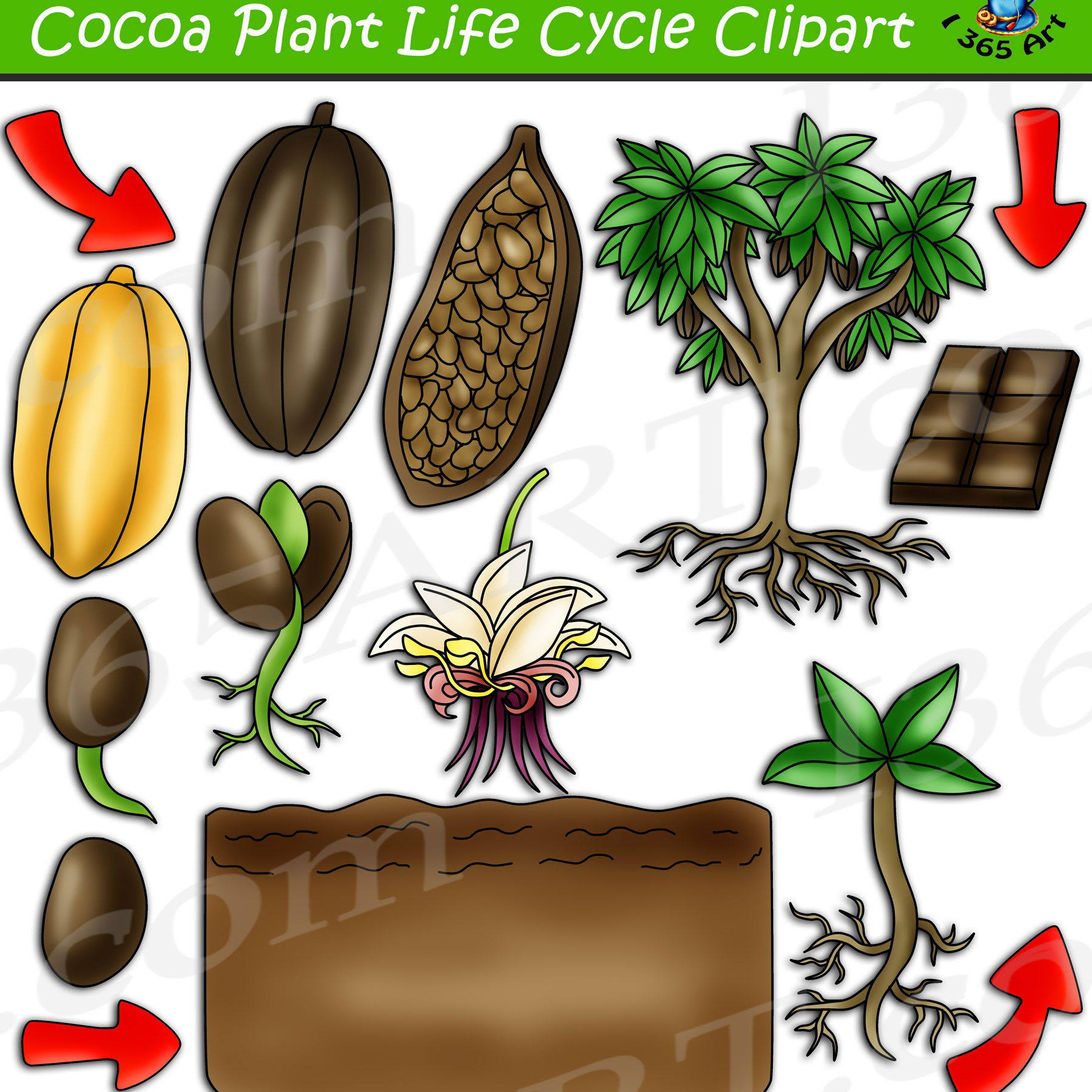 Cocoa plant life cycle clipart Archives - Clipart 4 School