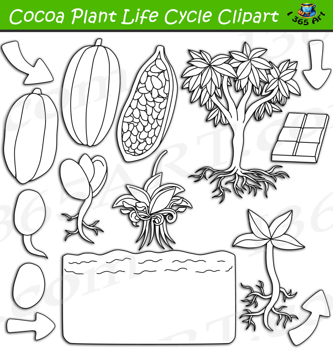 Cocoa Plant Life Cycle Clipart Set Download - Clipart 4 School
