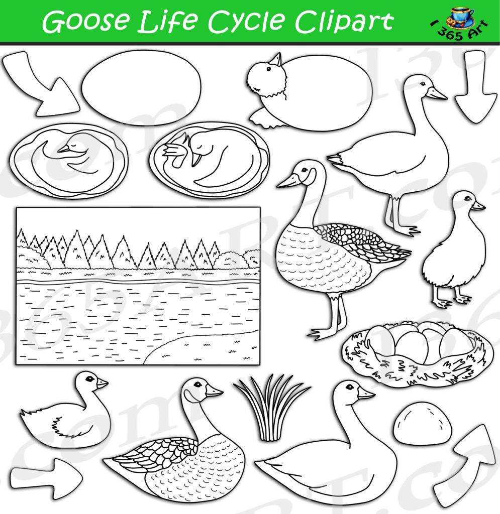 Goose Life Cycle Clipart Set Download - Clipart 4 School