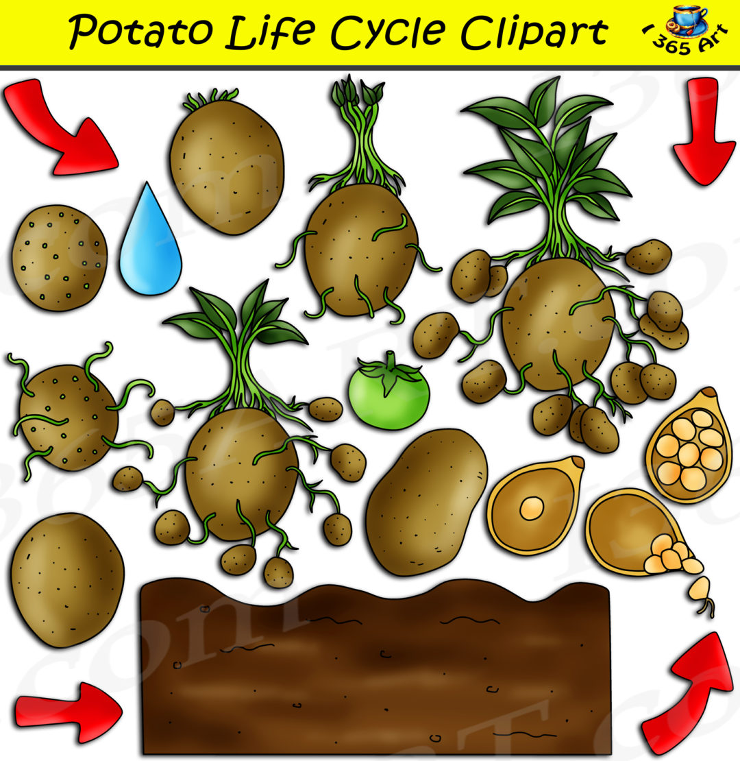 Potato Life Cycle Clipart Graphics Download - Clipart 4 School