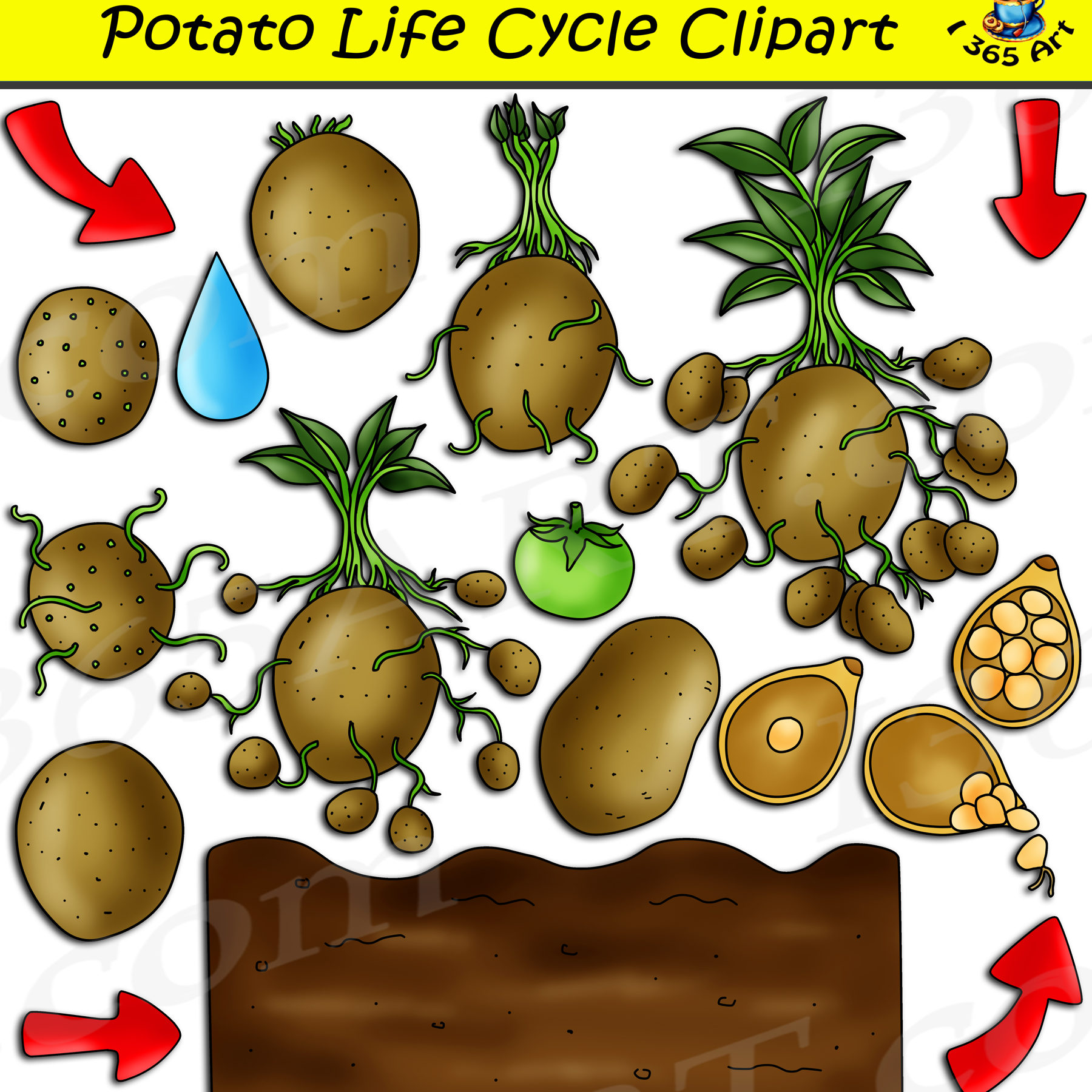 potato life cycle Archives - Clipart 4 School
