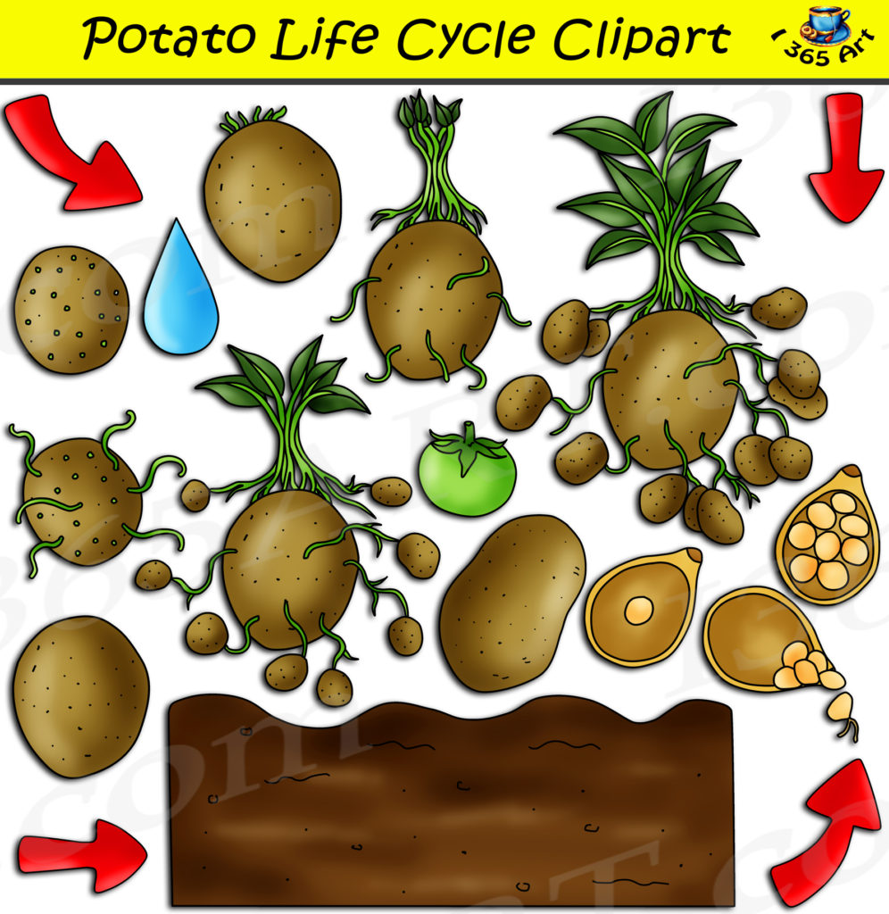 Potato Life Cycle Clipart Graphics Download - Clipart 4 School