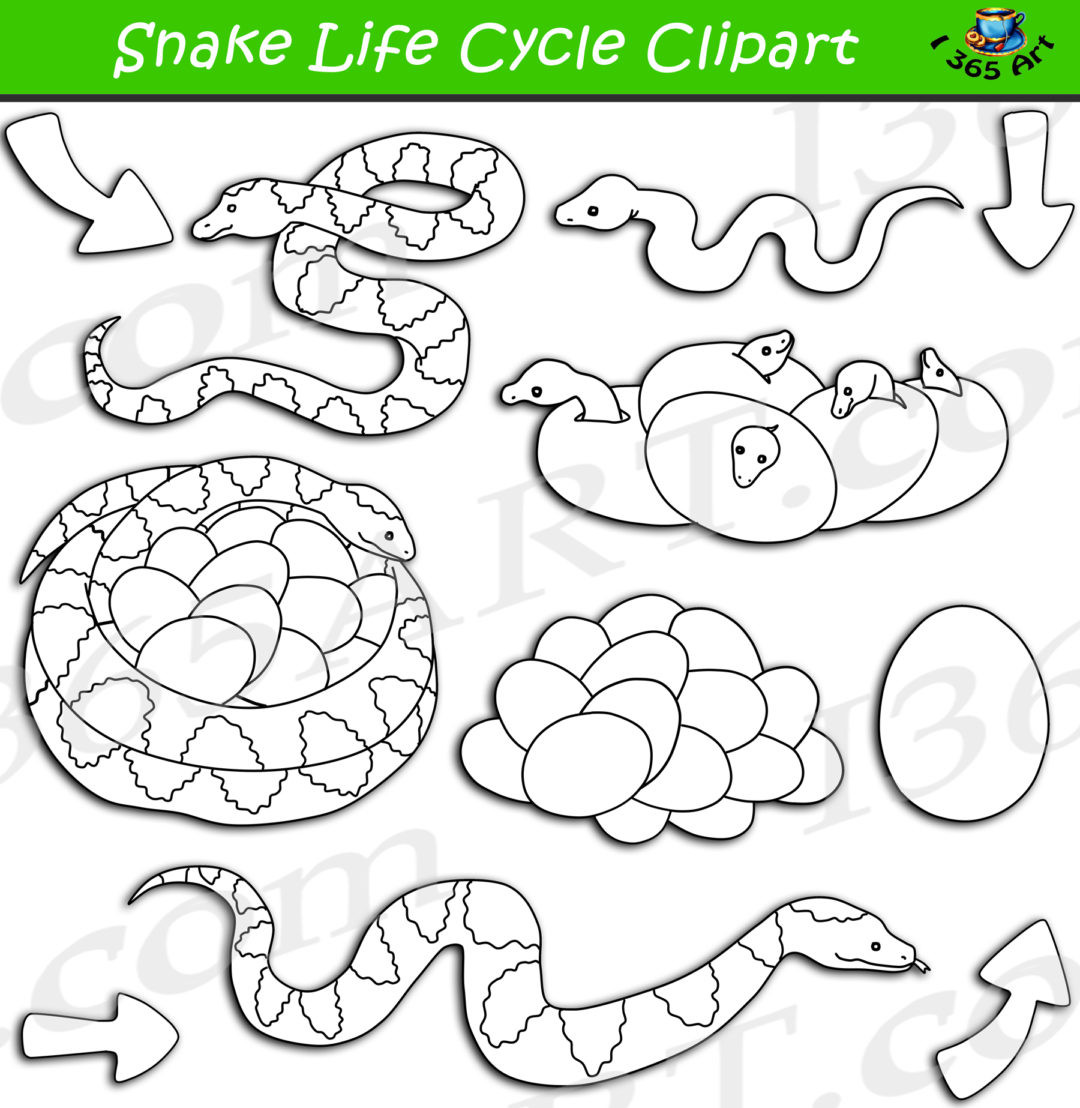 Snake Life Cycle Clipart Set Download - Clipart 4 School