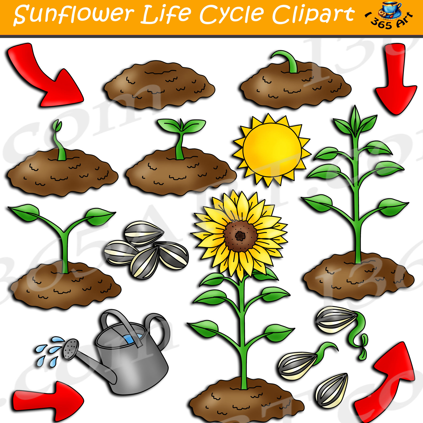 Sunflower life cycle Archives - Clipart 4 School