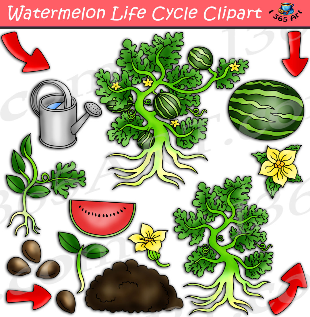 Watermelon Life Cycle Clipart Graphics Download - Clipart 4 School
