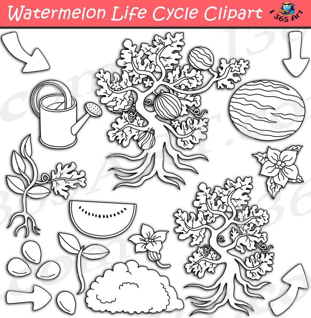 Watermelon Life Cycle Clipart Graphics Download - Clipart 4 School