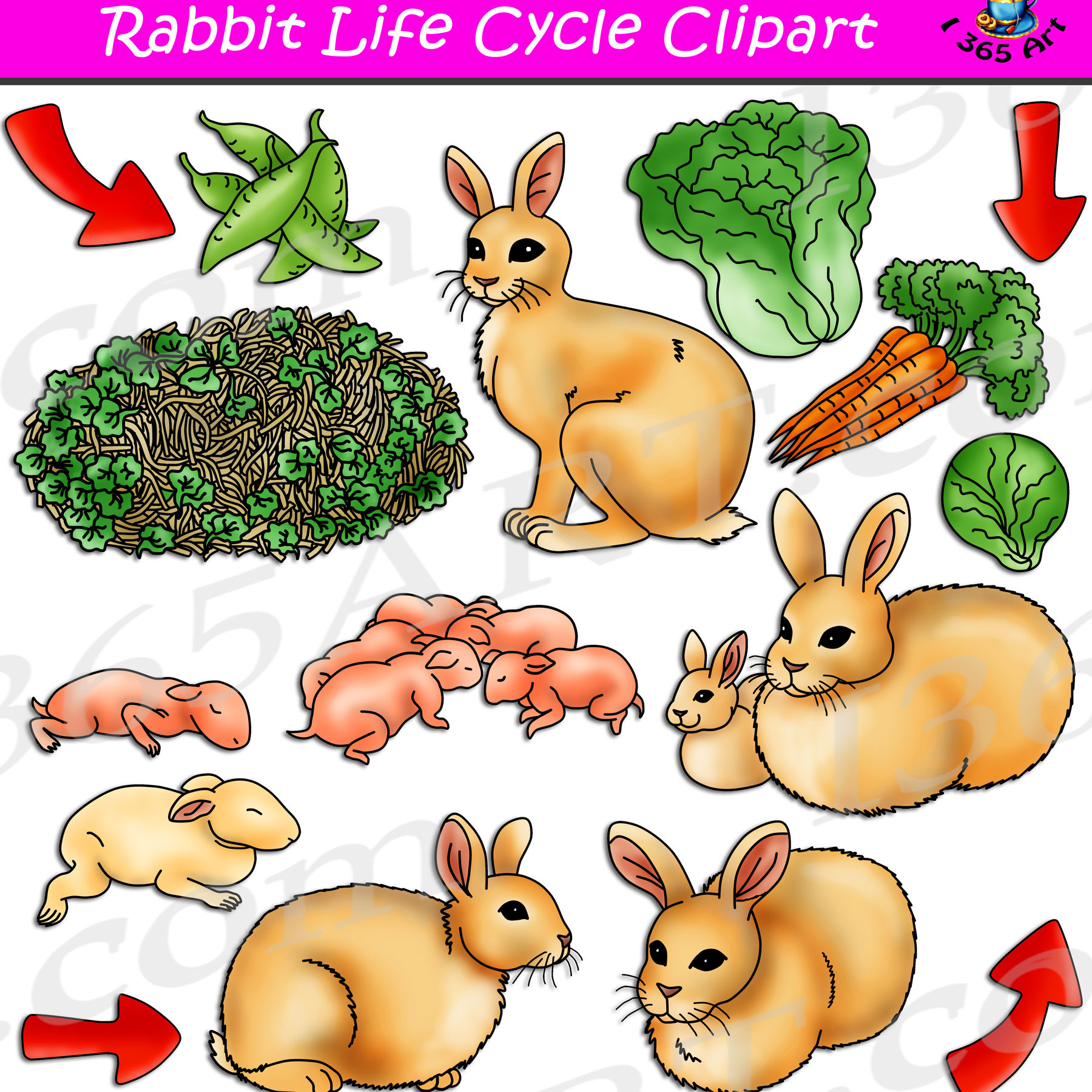 Rabbit life cycle clipart Archives - Clipart 4 School