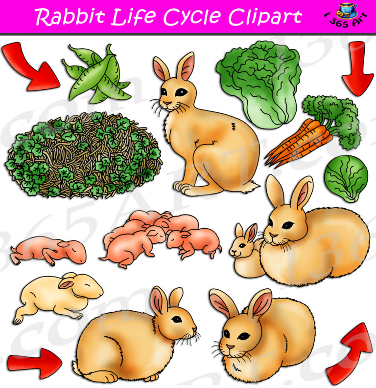 Rabbit Life Cycle Clipart Set Download - Clipart 4 School