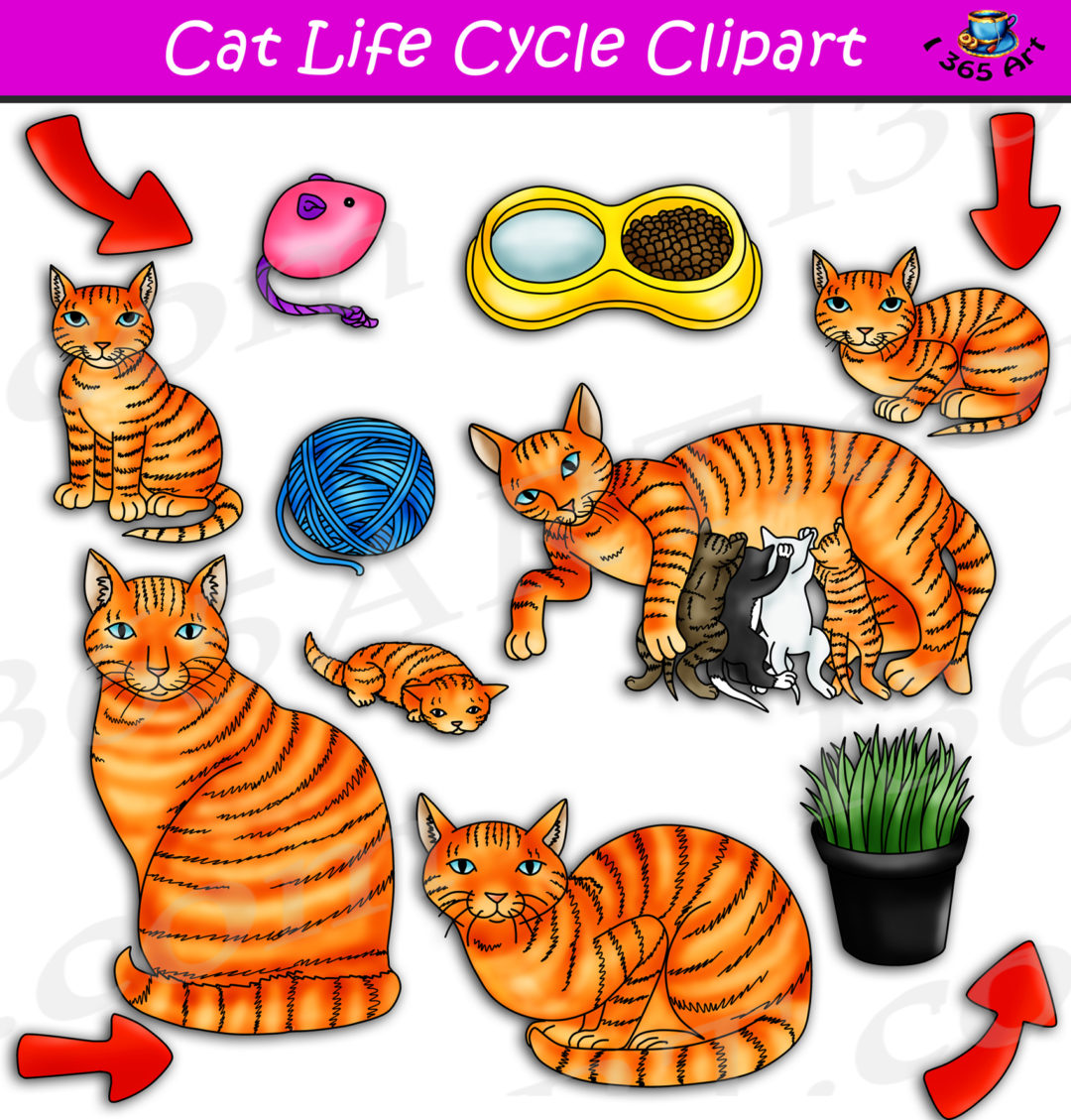 Cat Life Cycle Clipart Set Download - Clipart 4 School