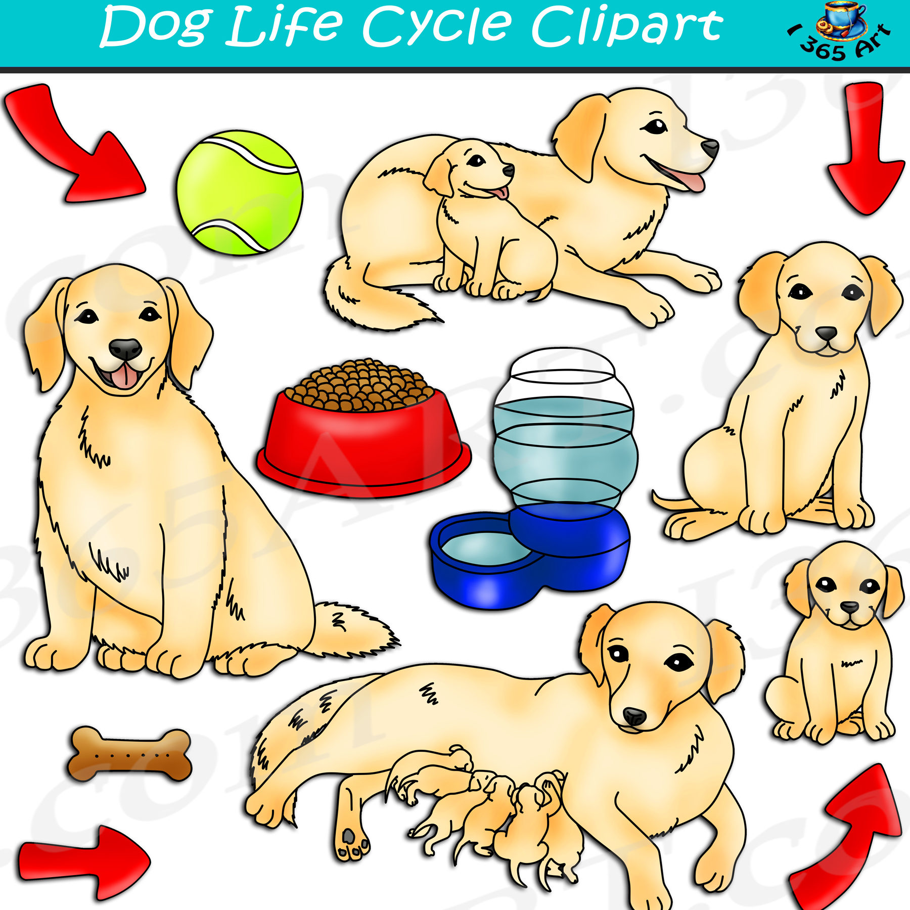 dog life cycle clipart Archives - Clipart 4 School
