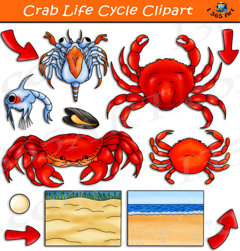 Crab Life Cycle Clipart Set Download - Clipart 4 School