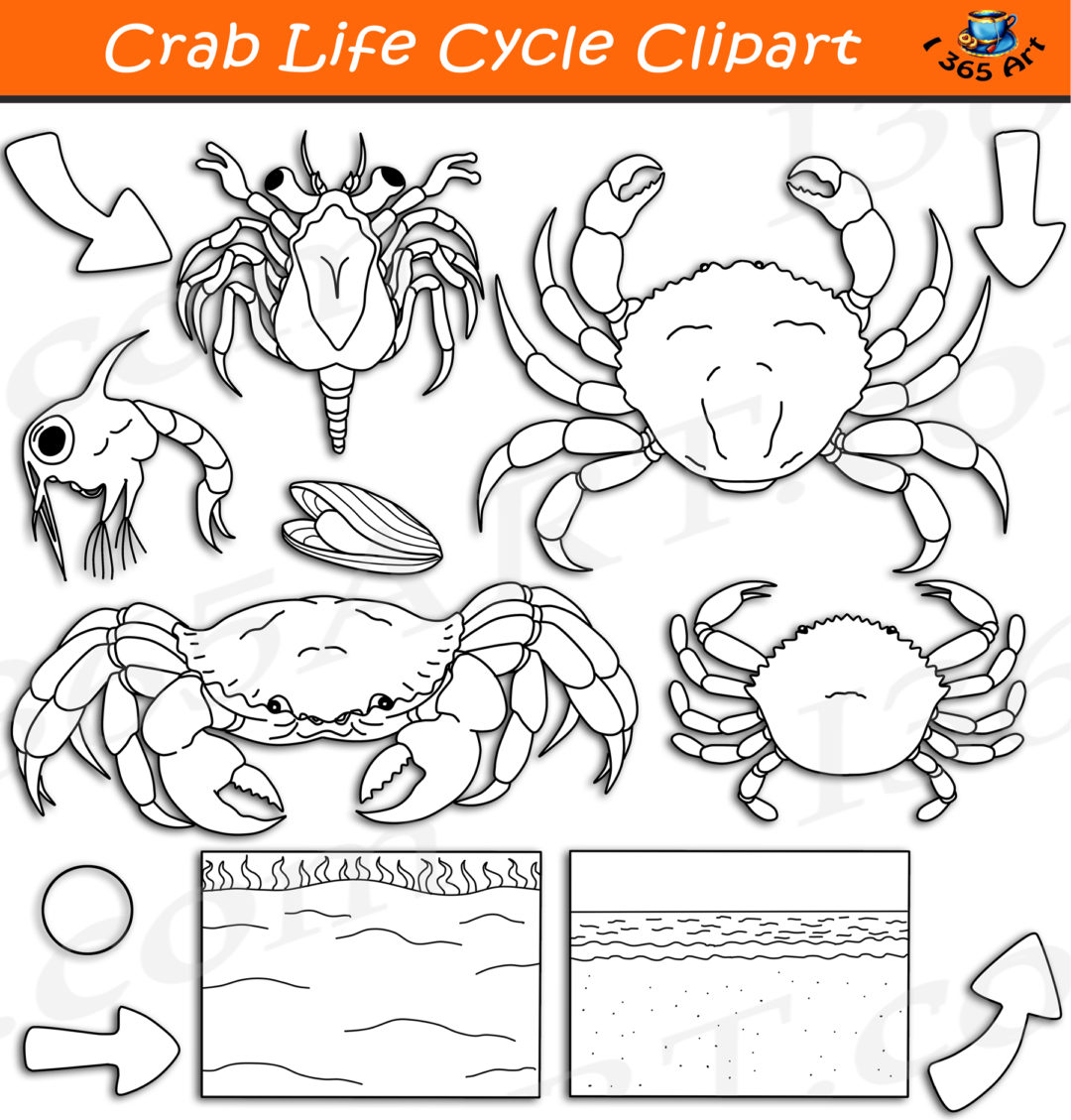 Crab Life Cycle Clipart Set Download - Clipart 4 School