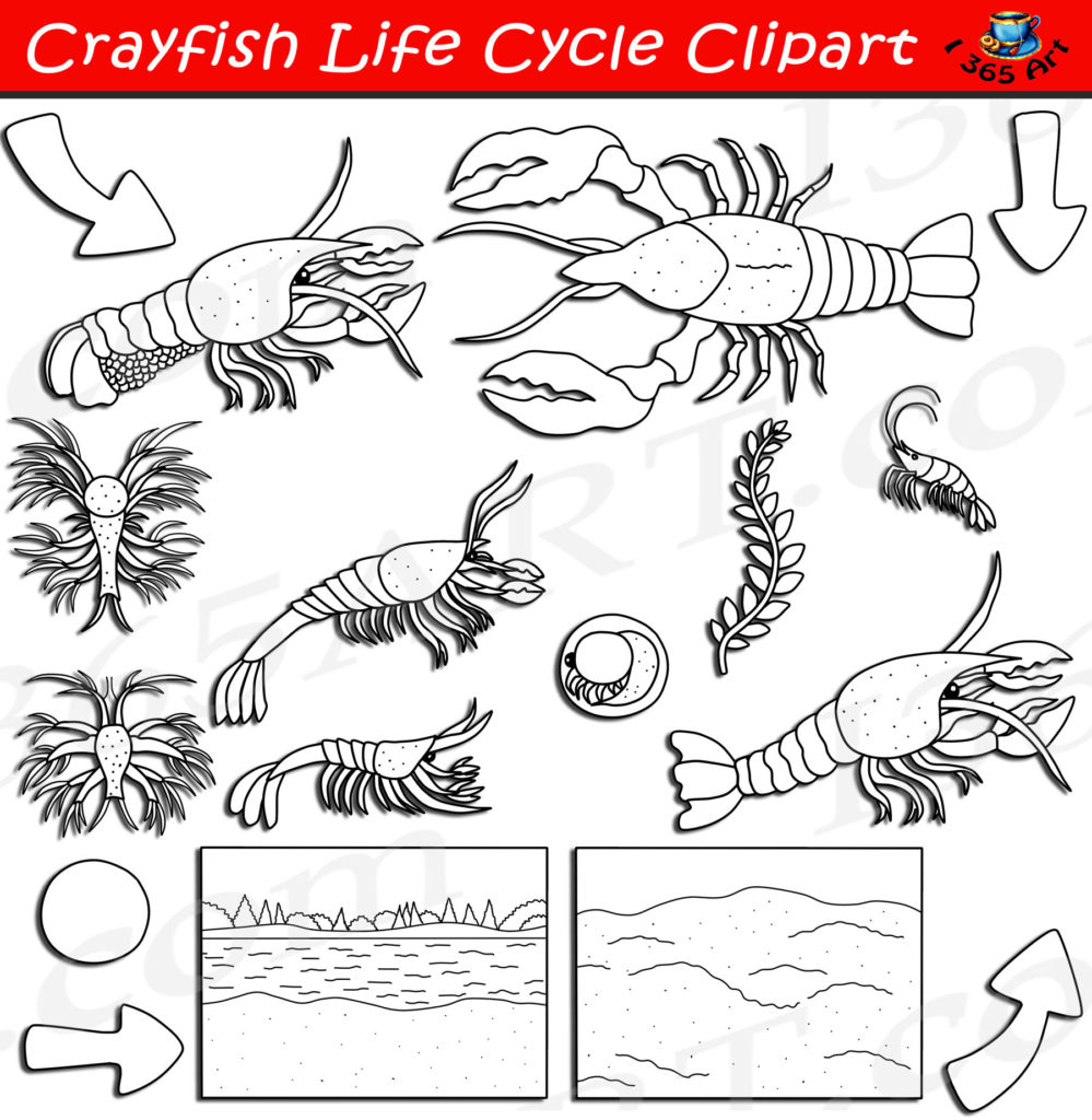 Crayfish Life Cycle Clipart, Lobster Life Cycle Download - Clipart 4 School