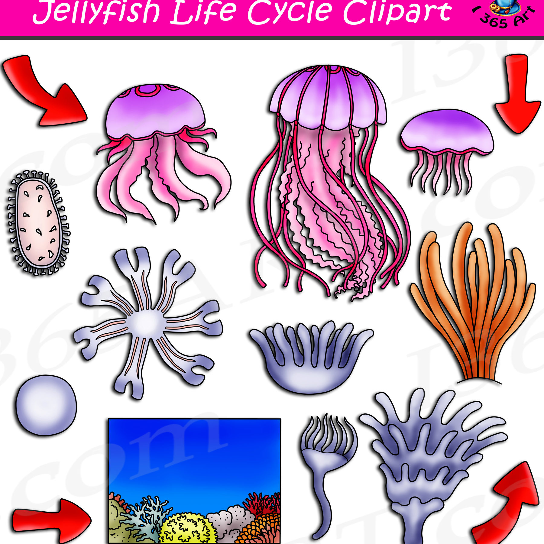 Jellyfish life cycle clip art Archives - Clipart 4 School