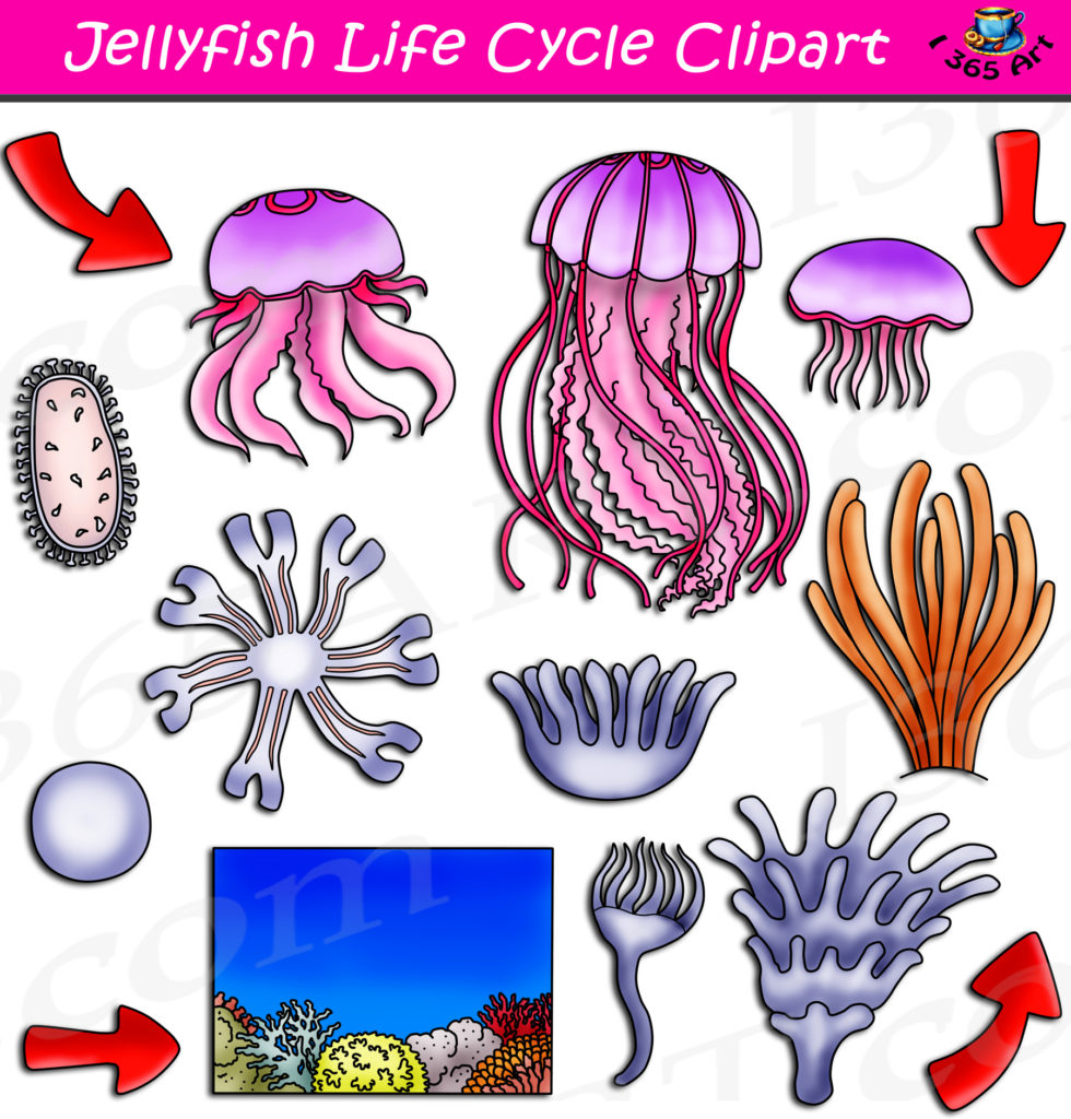 Jellyfish Life Cycle Clipart Set Download - Clipart 4 School