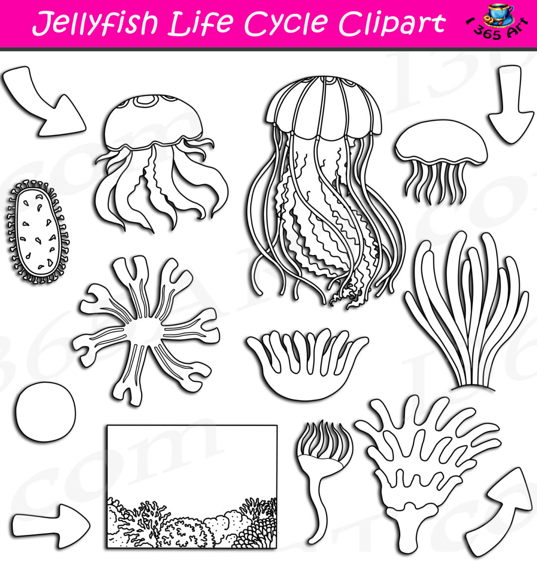 Jellyfish Life Cycle Clipart Set Download - Clipart 4 School