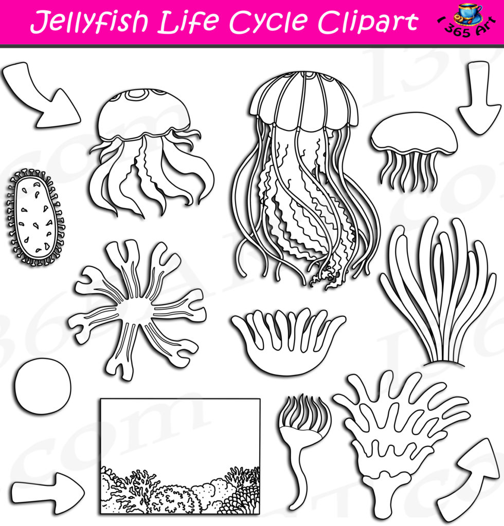 Jellyfish Life Cycle Clipart Set Download - Clipart 4 School