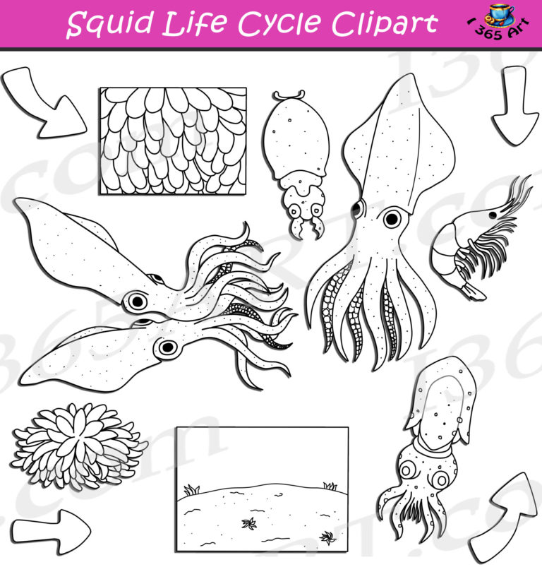 Squid Life Cycle Clipart Set Download - Clipart 4 School
