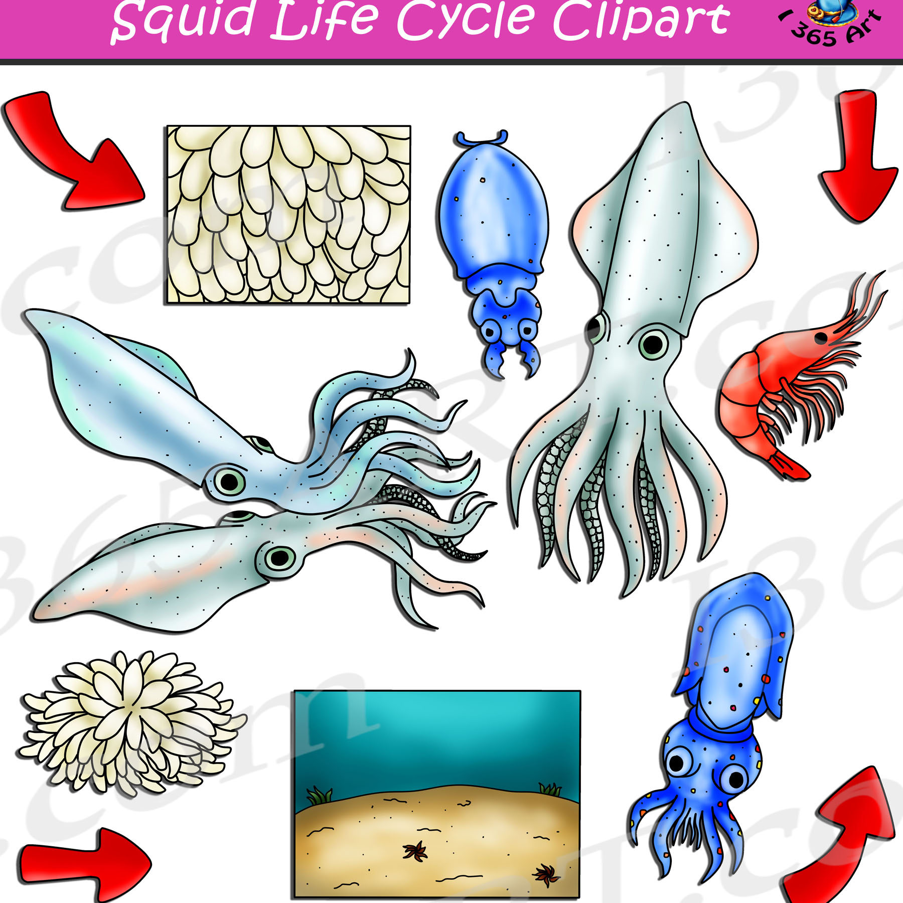 squid life cycle clip art Archives - Clipart 4 School
