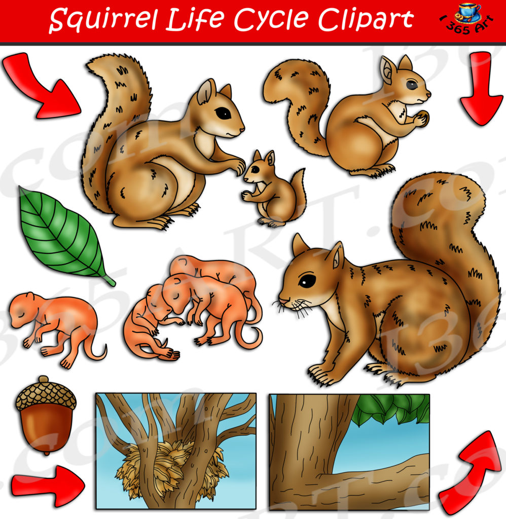 Squirrel Life Cycle Clipart Set Download - Clipart 4 School