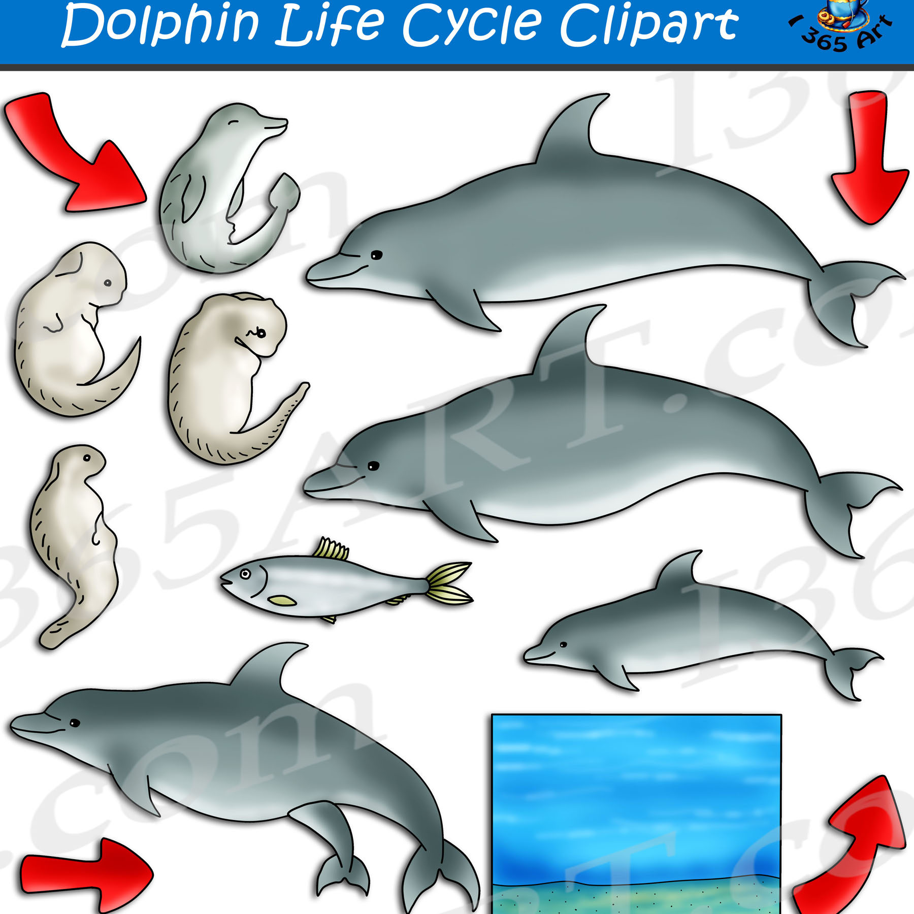 Dolphin life cycle Archives - Clipart 4 School