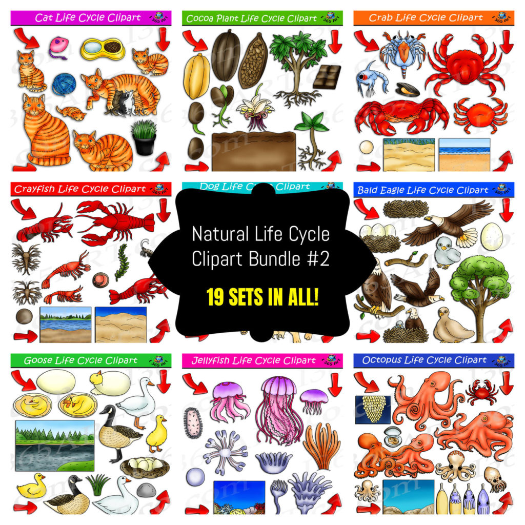 Nature Life Cycle Clipart Bundle #2 - Get 19 Sets in all! - Clipart 4 ...