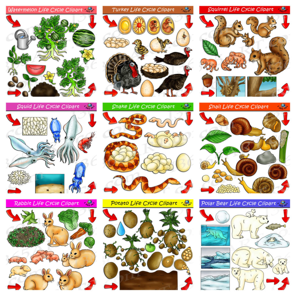 Nature Life Cycle Clipart Bundle #2 - Get 19 Sets in all! - Clipart 4 ...