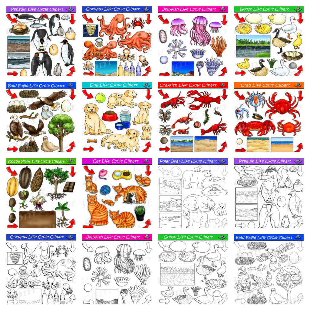 Nature Life Cycle Clipart Bundle #2 - Get 19 Sets in all! - Clipart 4 ...