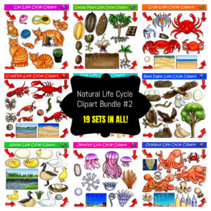 Nature Life Cycle Clipart Bundle #2 - Get 19 Sets in all! - Clipart 4 ...