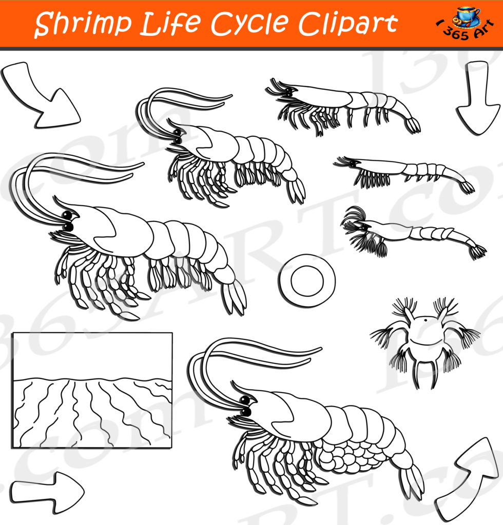 Shrimp Life Cycle Clipart Set Download - Clipart 4 School