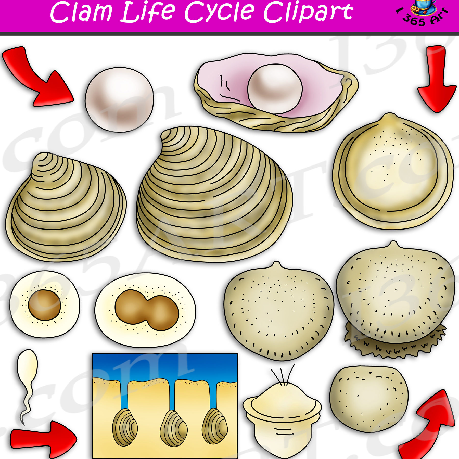 clam life cycle Archives - Clipart 4 School