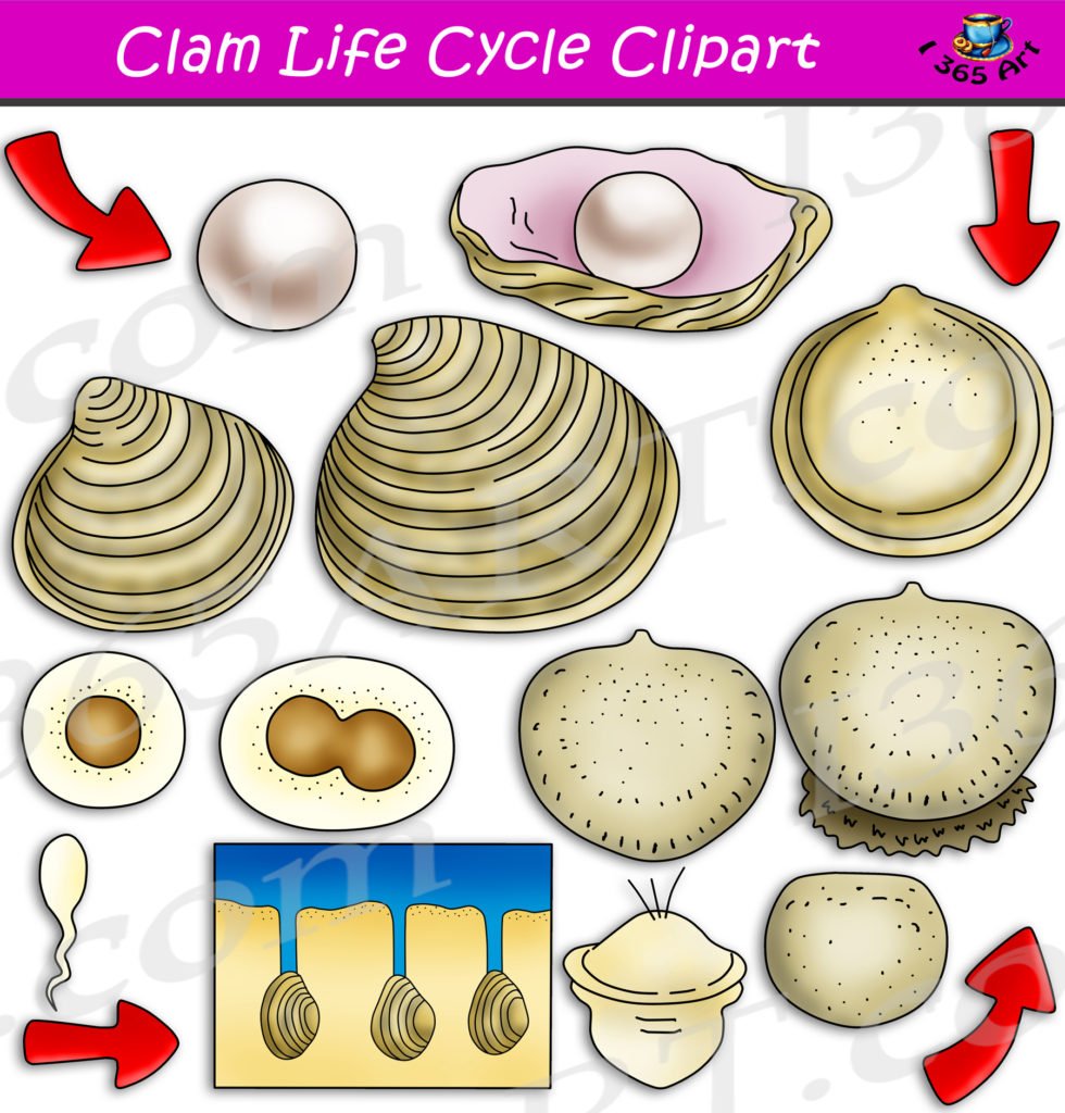 Clam Life Cycle Clipart Set Download - Clipart 4 School