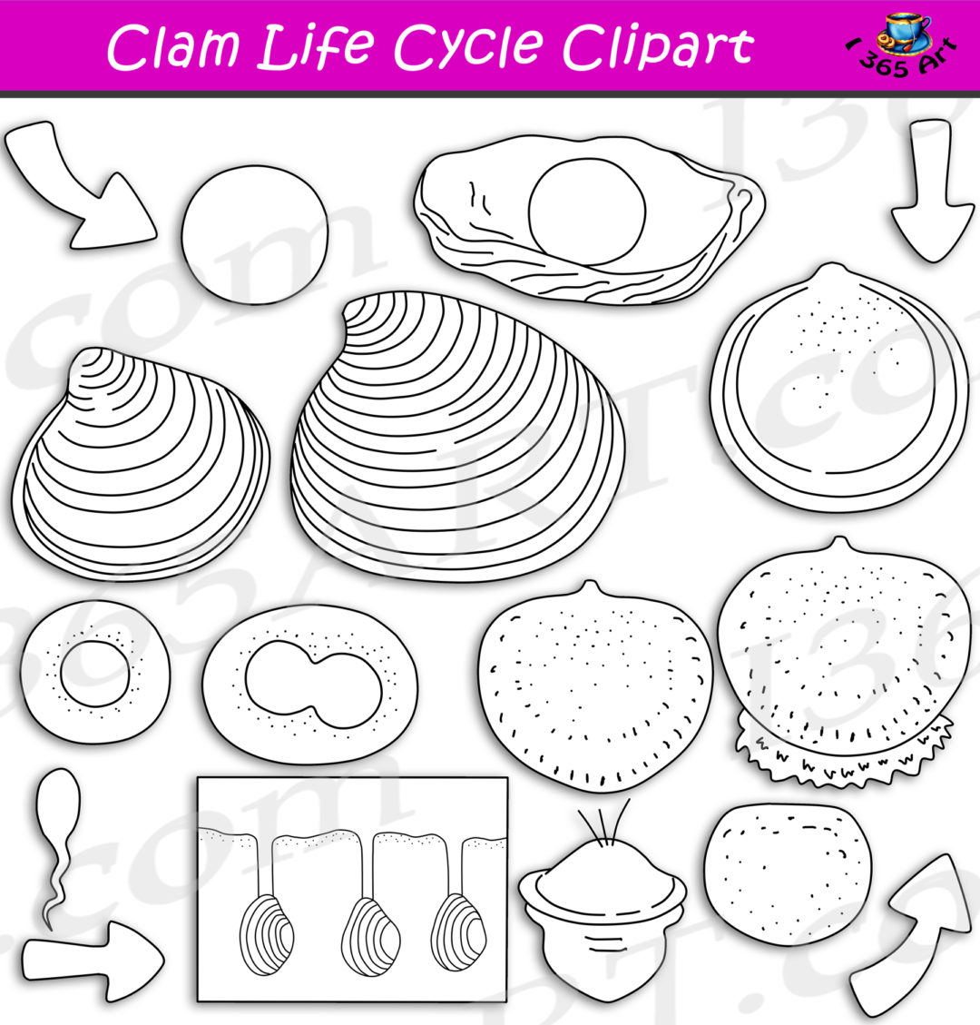 Clam Life Cycle Clipart Set Download - Clipart 4 School