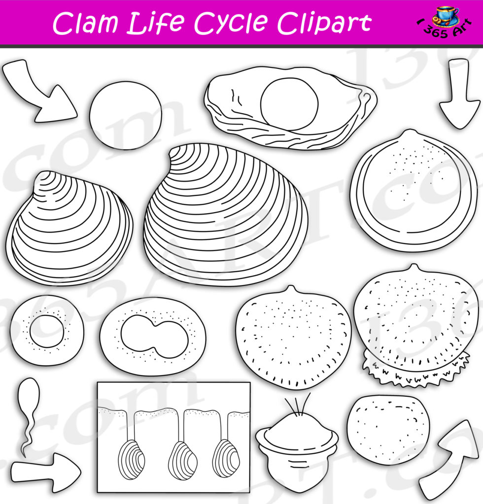Clam Life Cycle Clipart Set Download - Clipart 4 School