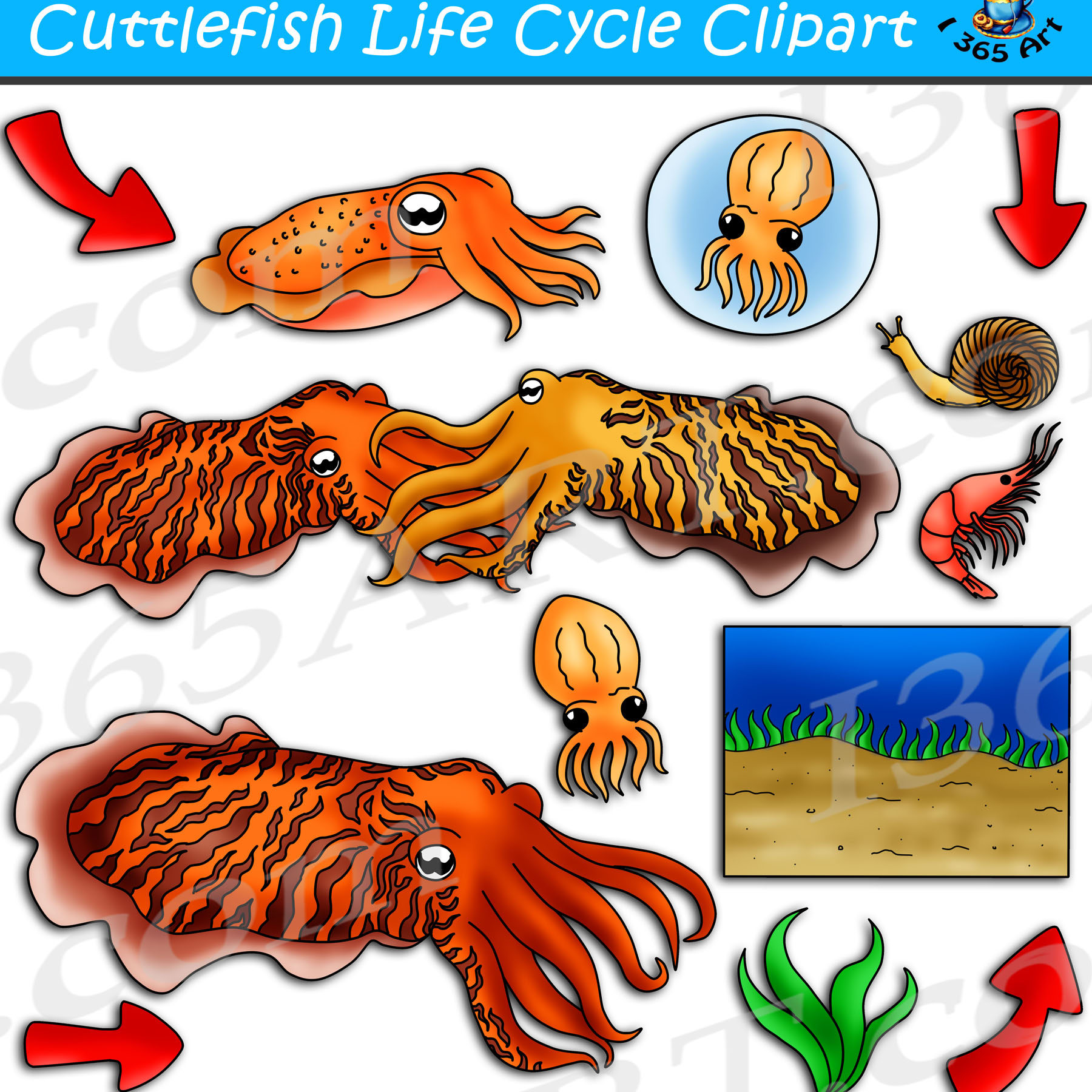 cuttlefish life cycle Archives - Clipart 4 School