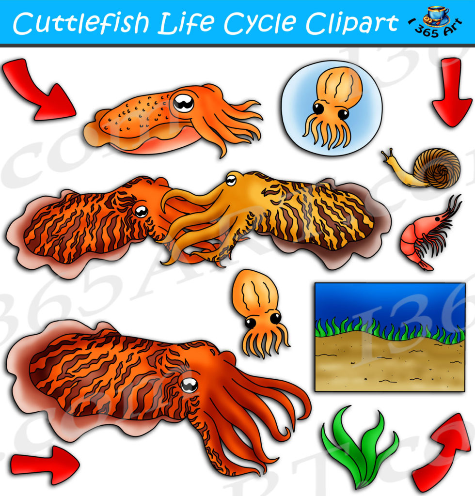 Cuttlefish Life Cycle Clipart Set Download - Clipart 4 School