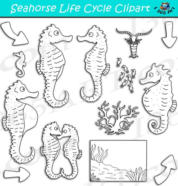 Seahorse Life Cycle Clipart Set Download - Clipart 4 School