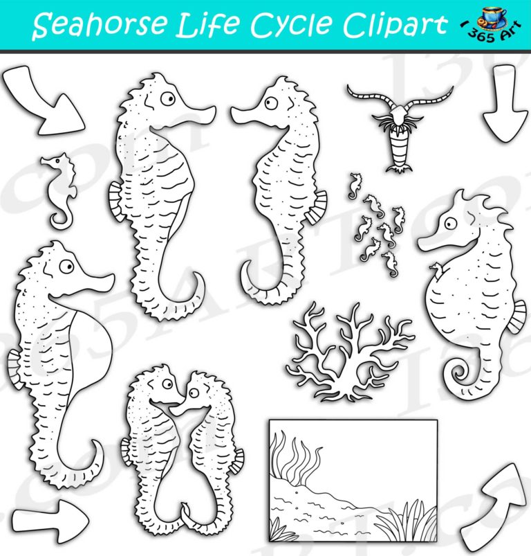 Seahorse Life Cycle Clipart Set Download - Clipart 4 School
