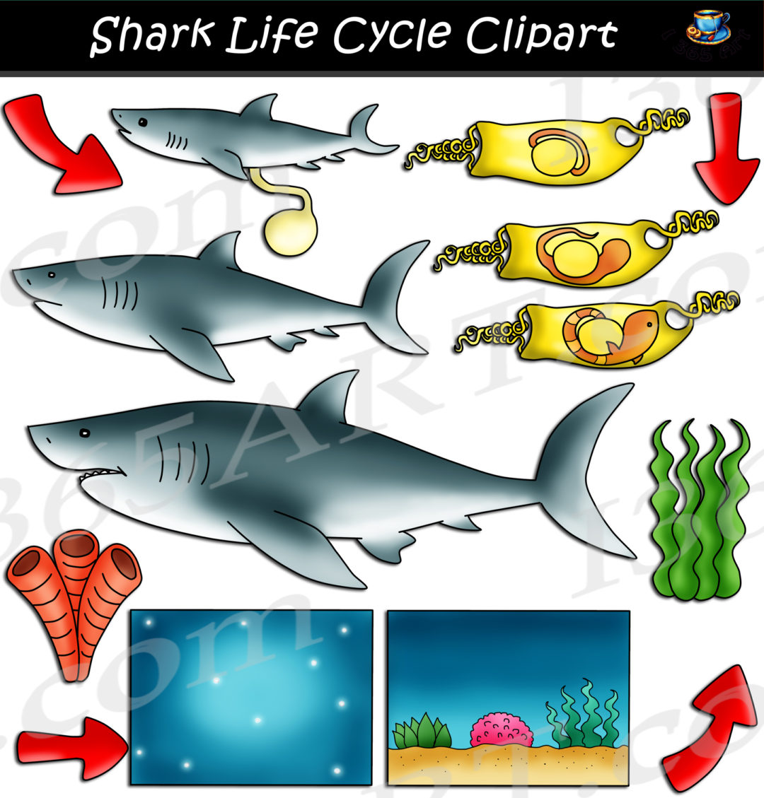 Shark Life Cycle Clipart Set Download - Clipart 4 School
