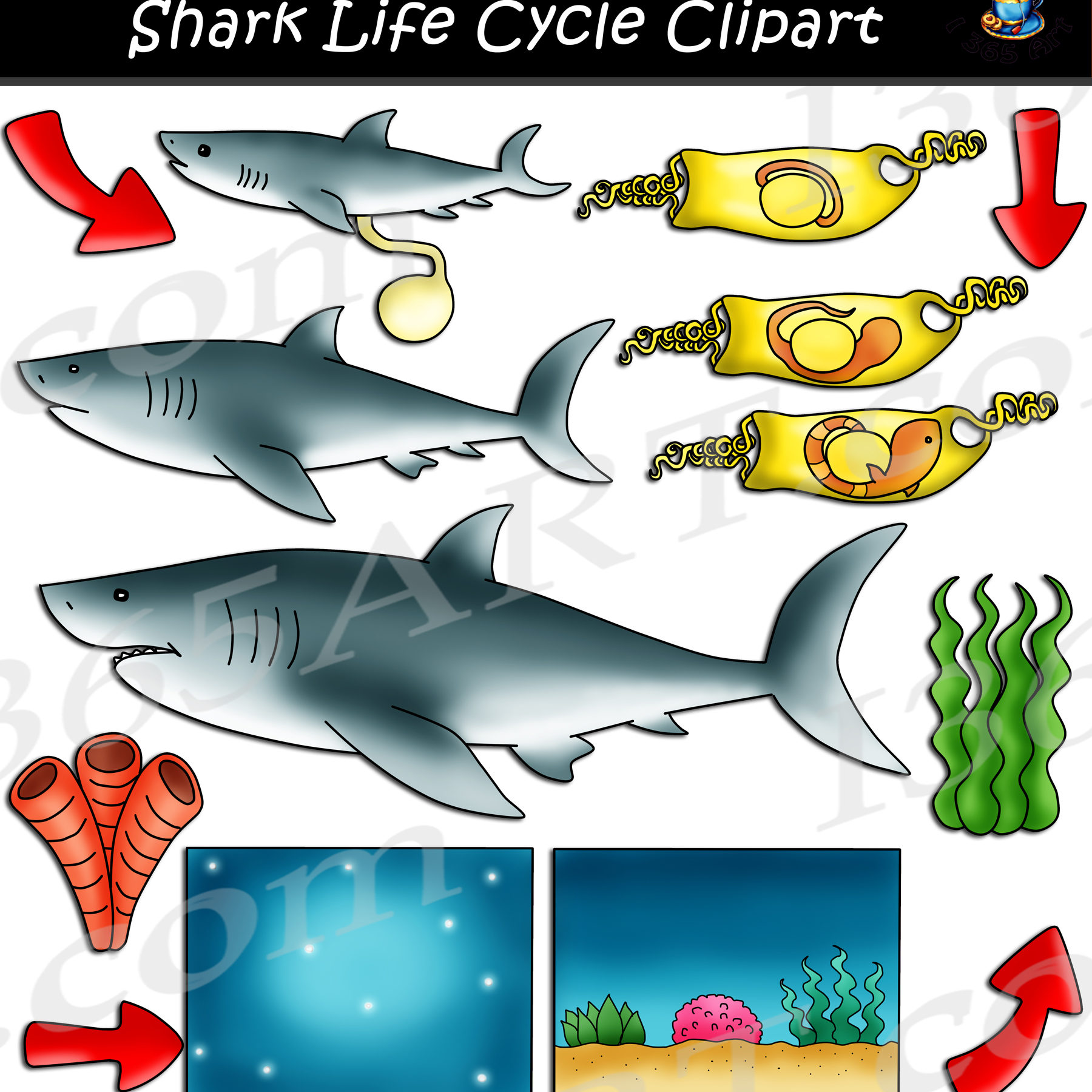 shark life cycle clipart Archives - Clipart 4 School