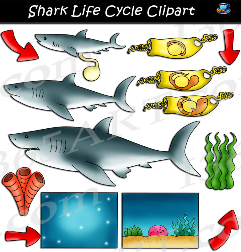 Shark Life Cycle Clipart Set Download - Clipart 4 School