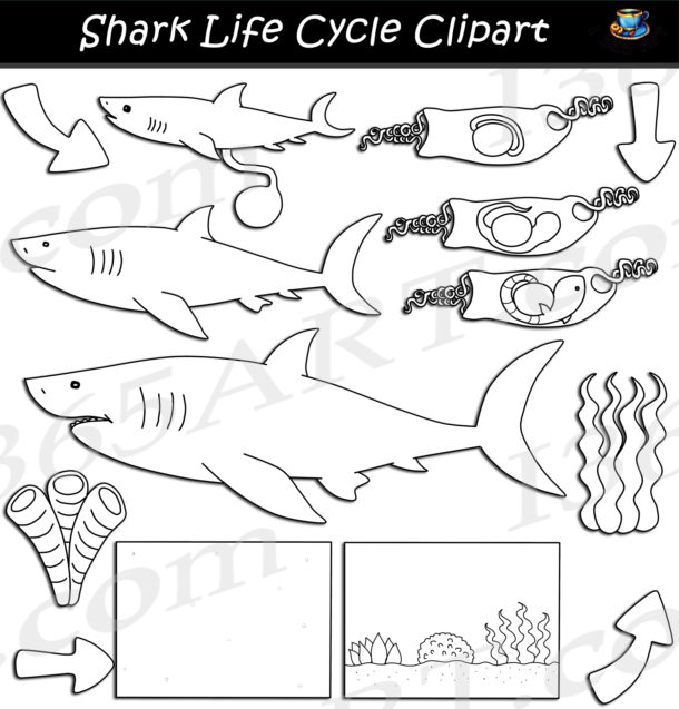 Shark Life Cycle Clipart Set Download - Clipart 4 School