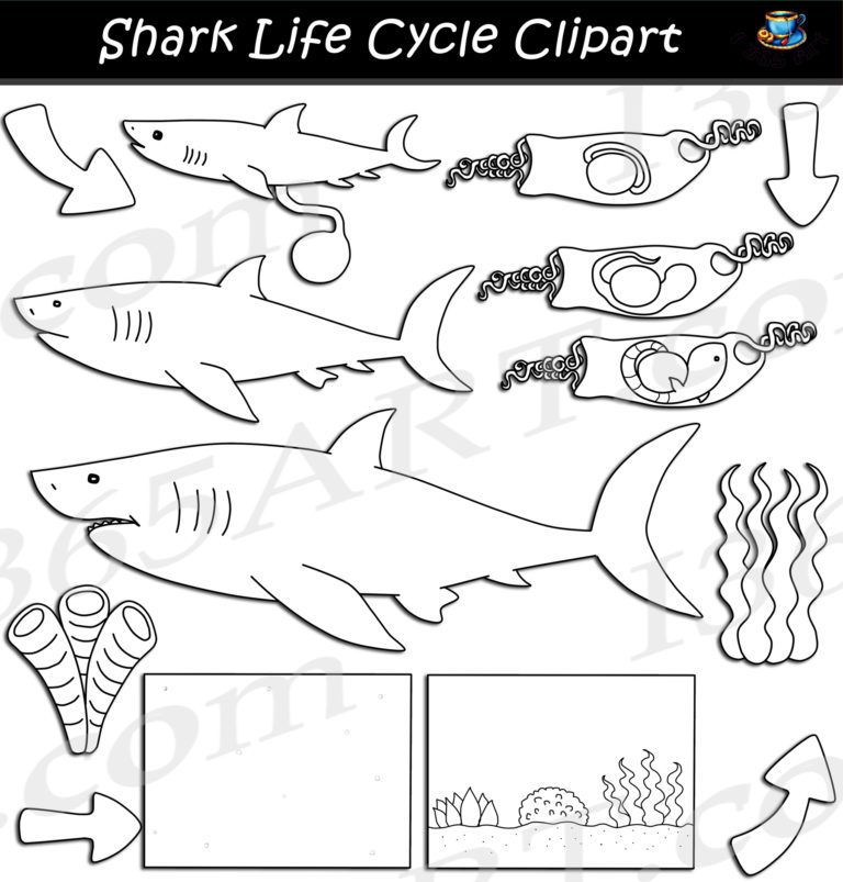 Shark Life Cycle Clipart Set Download - Clipart 4 School